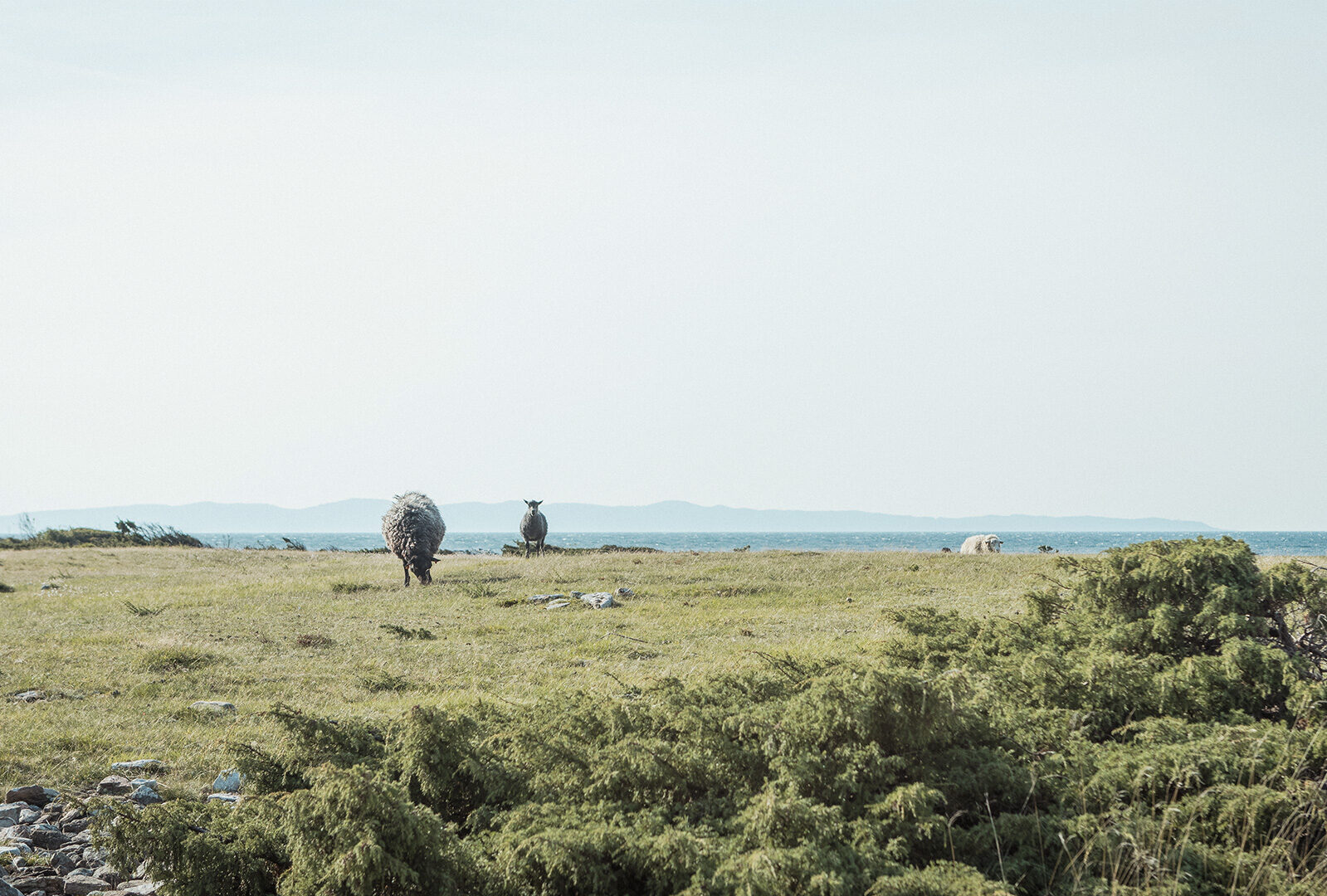 Conference, spa, and weekend close to nature in Skåne - Torekov Hotel