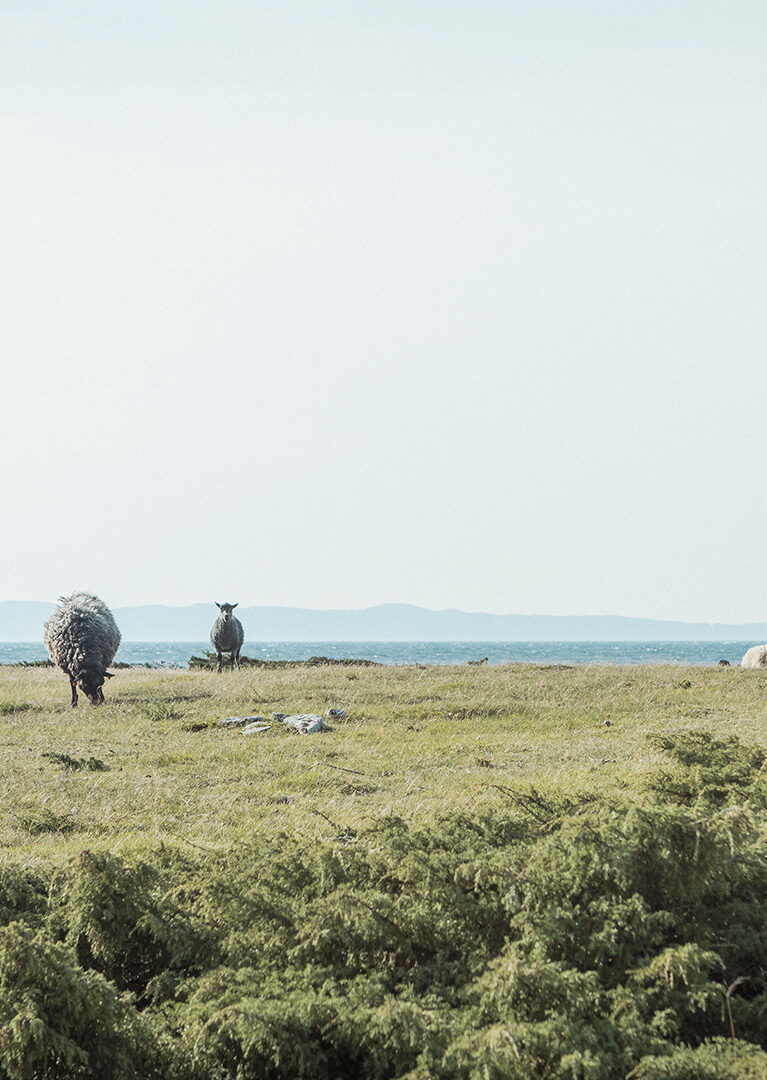 Conference, spa, and weekend close to nature in Skåne - Torekov Hotel